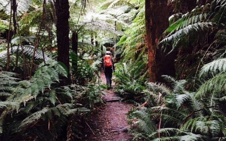 Walks | Bushwalking NSWBushwalking NSW