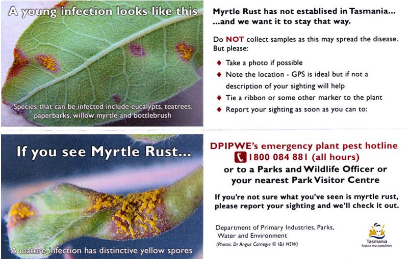 Myrtle Rust | Bushwalking NSWBushwalking NSW