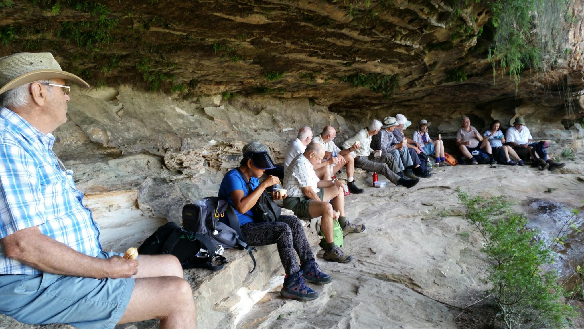 Blue Mountains Conservation Society | Bushwalking NSWBushwalking NSW