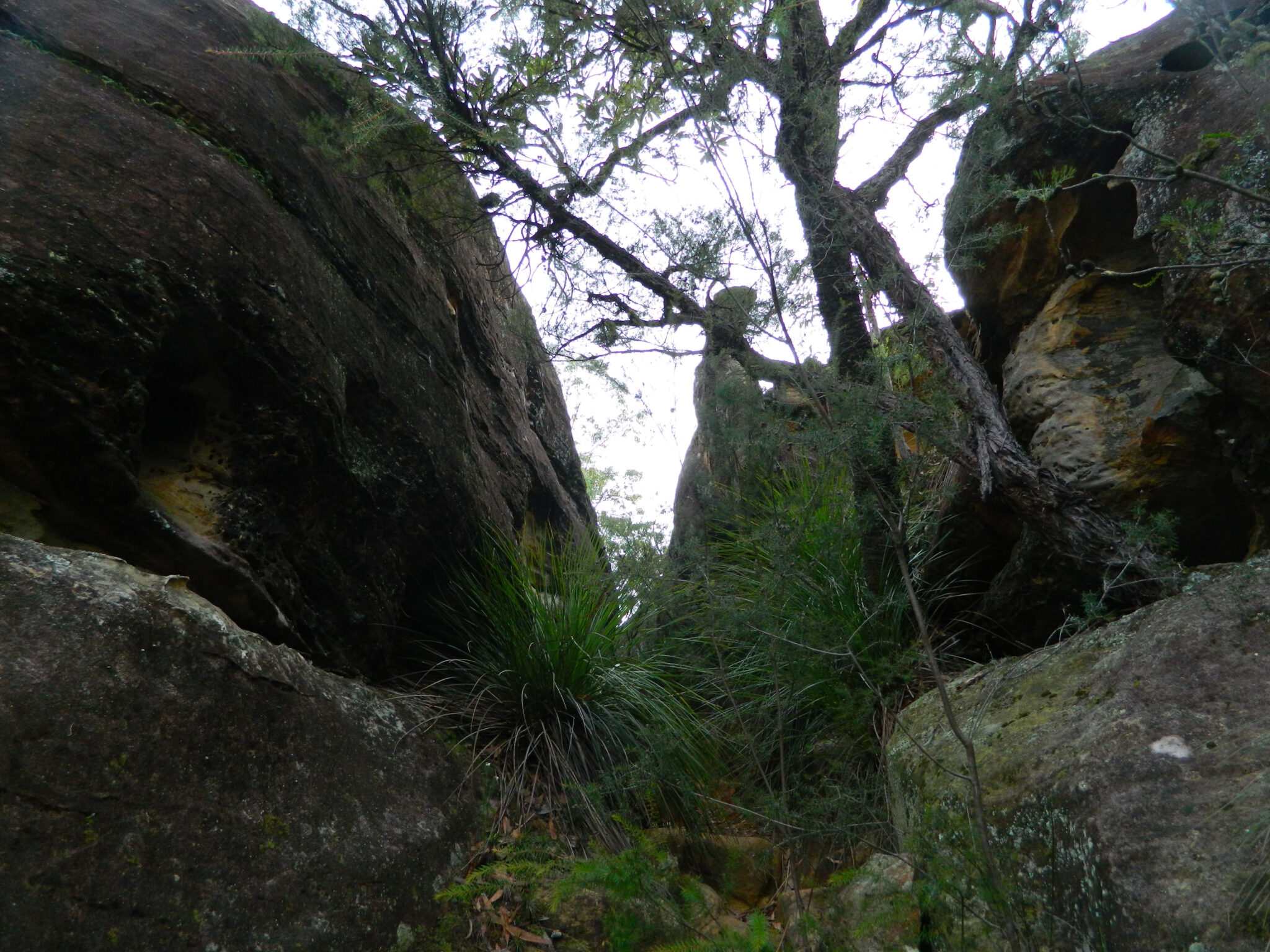 Great West Walk extended from Penrith to Katoomba | Bushwalking ...