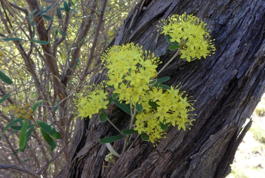 Tamworth Bushwalking Canoe Club - Photos - Whispering Pines